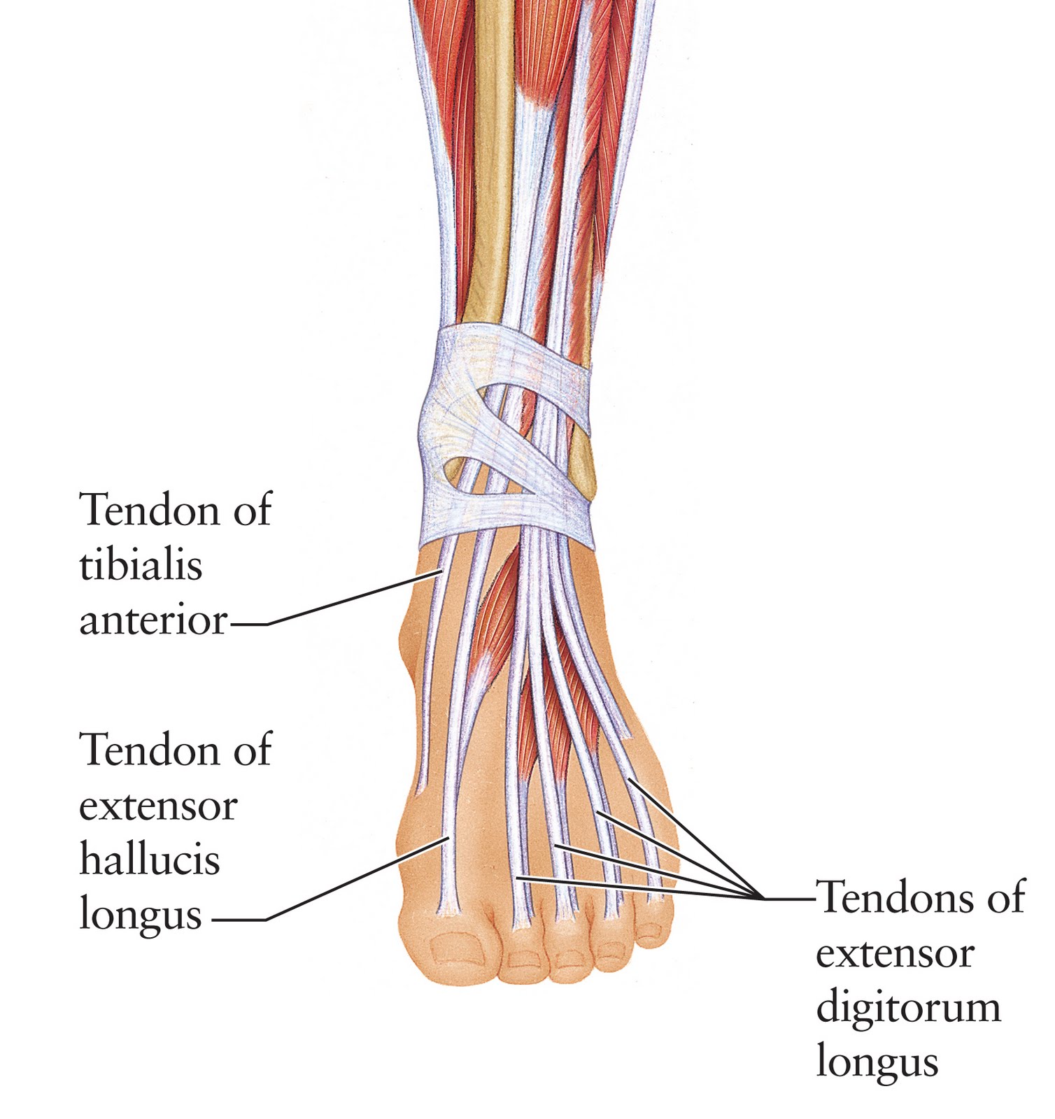 Ankle Extensor Tendons Ankle Extensor Tendons